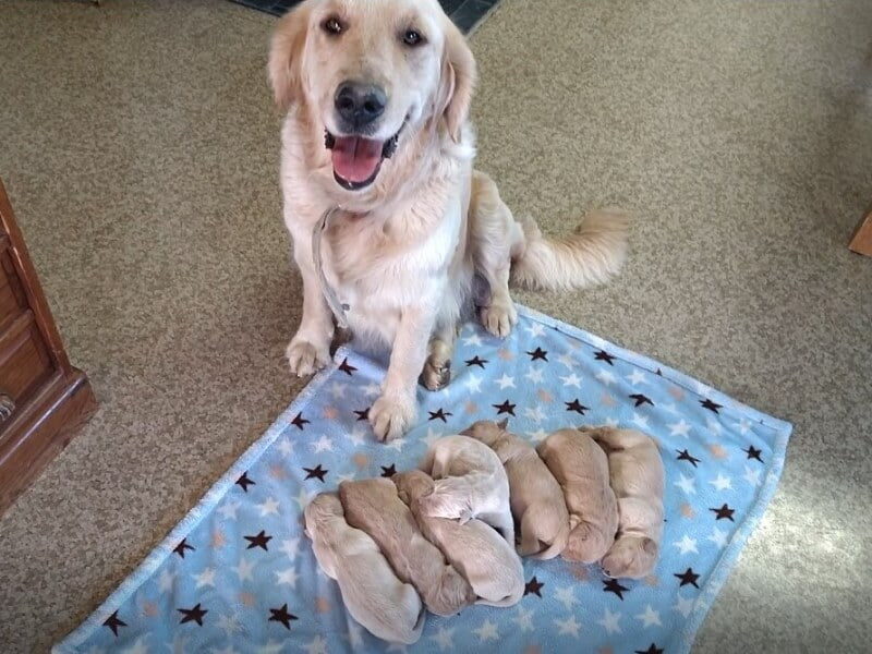 Yapper & Molly's ACA Golden Retriever Puppies | Golden Run Puppies