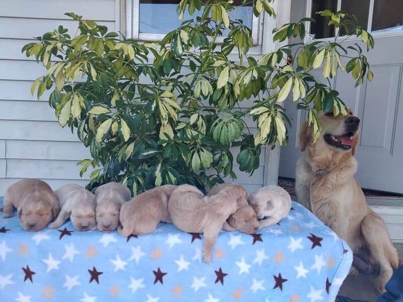 Yapper & Molly's ACA Golden Retriever Puppies | Golden Run Puppies