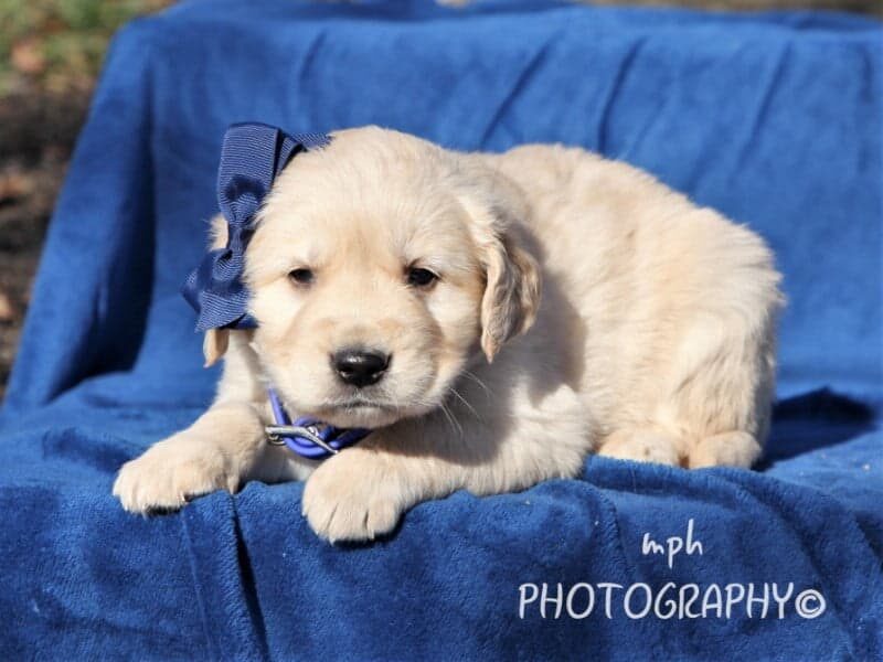 Sammy - Cream Male Puppy | Golden Run Puppies