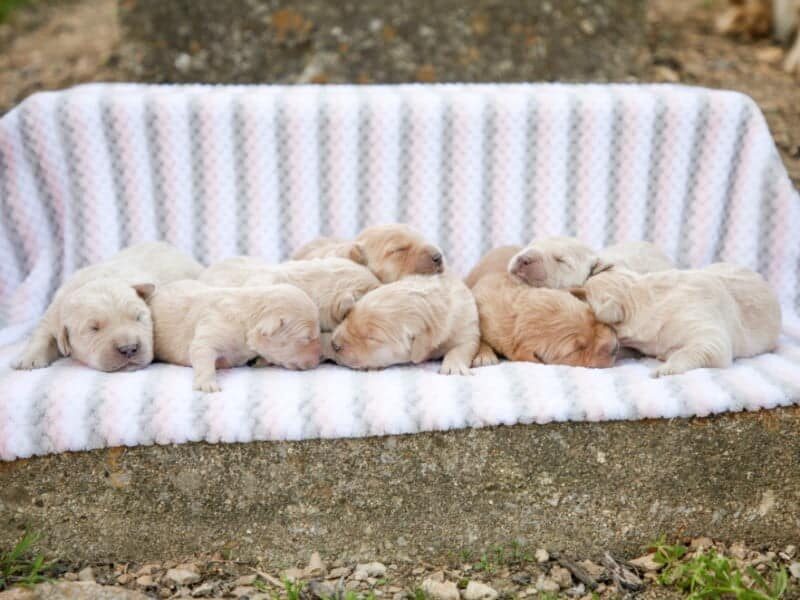 Yapper & Molly's ACR Golden Retriever Puppies | Golden Run Puppies