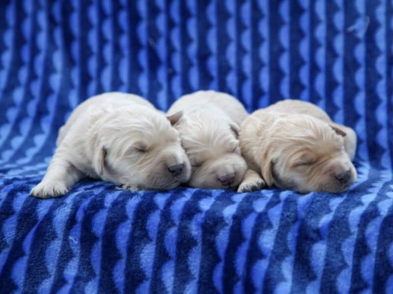 Yapper & Molly's ACR Golden Retriever Puppies | Golden Run Puppies