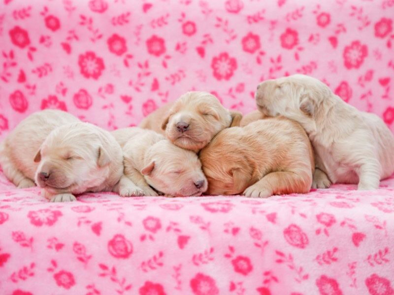 Yapper & Molly's ACR Golden Retriever Puppies | Golden Run Puppies