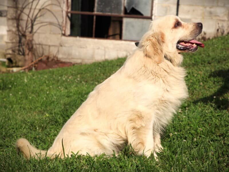 PRINCE - Sires | Golden Run Puppies