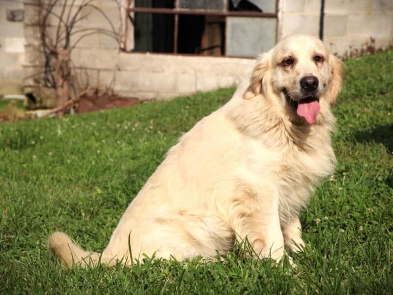PRINCE - Sires | Golden Run Puppies