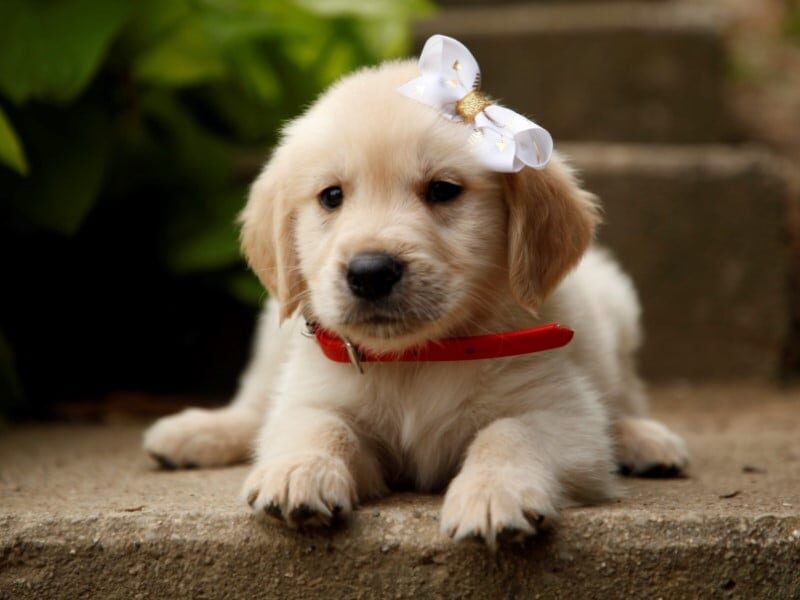 Spark - Cream Male Puppy | Golden Run Puppies