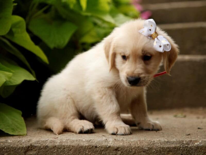 Spark - Cream Male Puppy | Golden Run Puppies