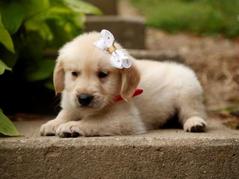 Spark - Cream Male Puppy | Golden Run Puppies