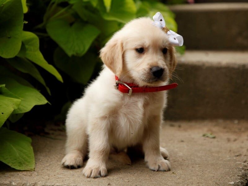Spark - Cream Male Puppy | Golden Run Puppies